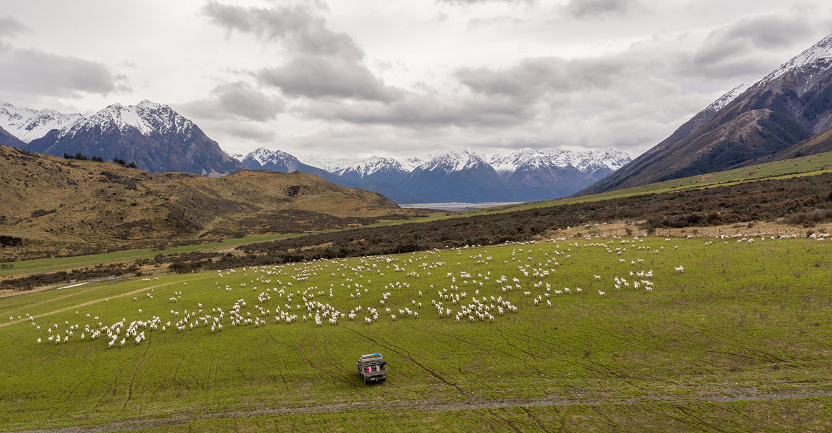 Glenthorne Station: The ecological haven where we source our merino – Untouched World